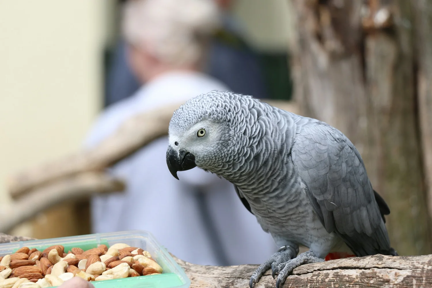 Why parrots are unlike any other pet — Companion Animals New Zealand