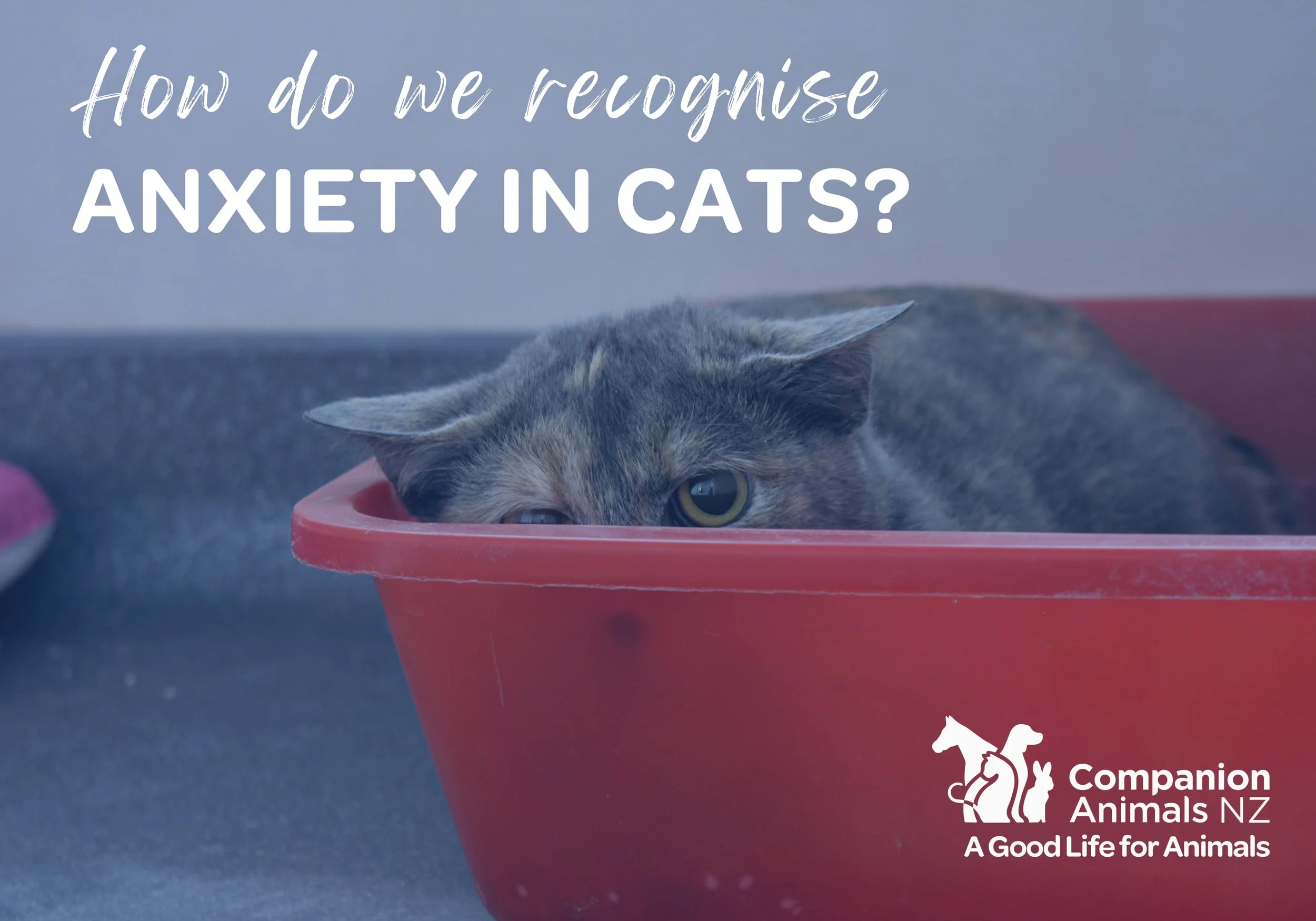 Scaredy Cats: How to Recognise and Manage Anxiety in Your Cat ...