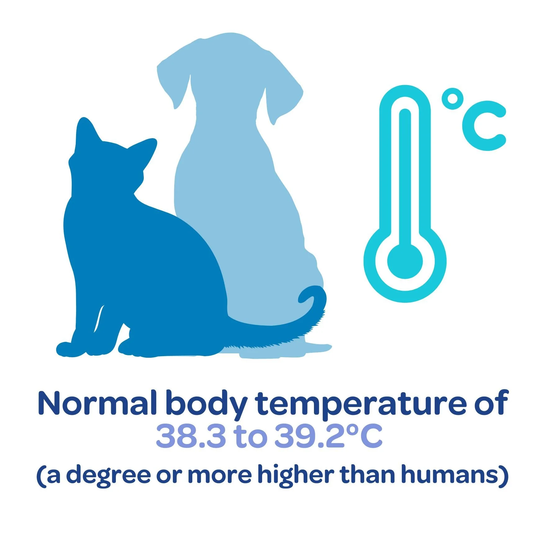 Summer welfare tips — Companion Animals New Zealand
