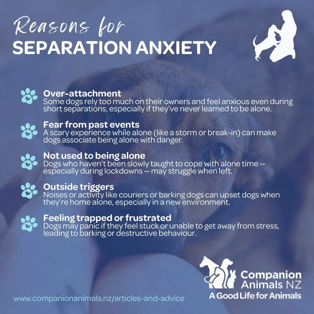 Home alone: helping dogs cope with separation anxiety — Companion ...