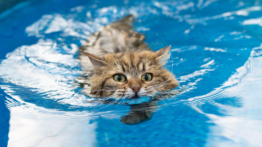 Why do some cats like water? — Companion Animals New Zealand