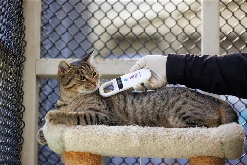 Companion Animals New Zealand supports the Domestic Cat Microchipping Bill — Companion Animals ...