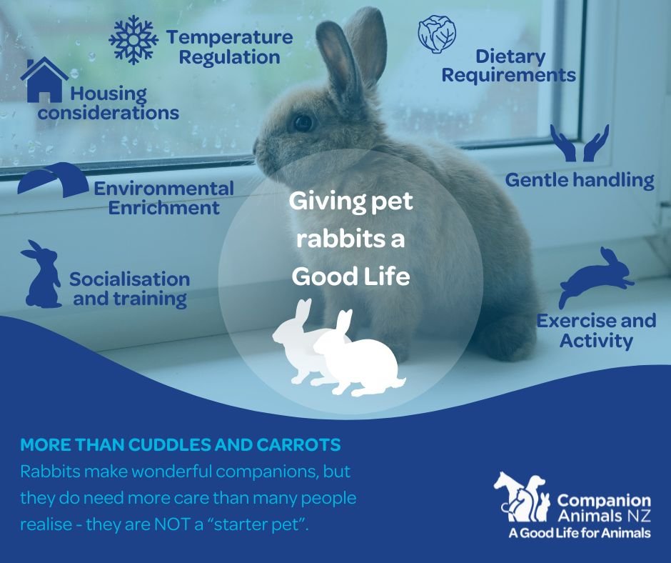 Not just cuddles and carrots - the truth about rabbit care — Companion ...