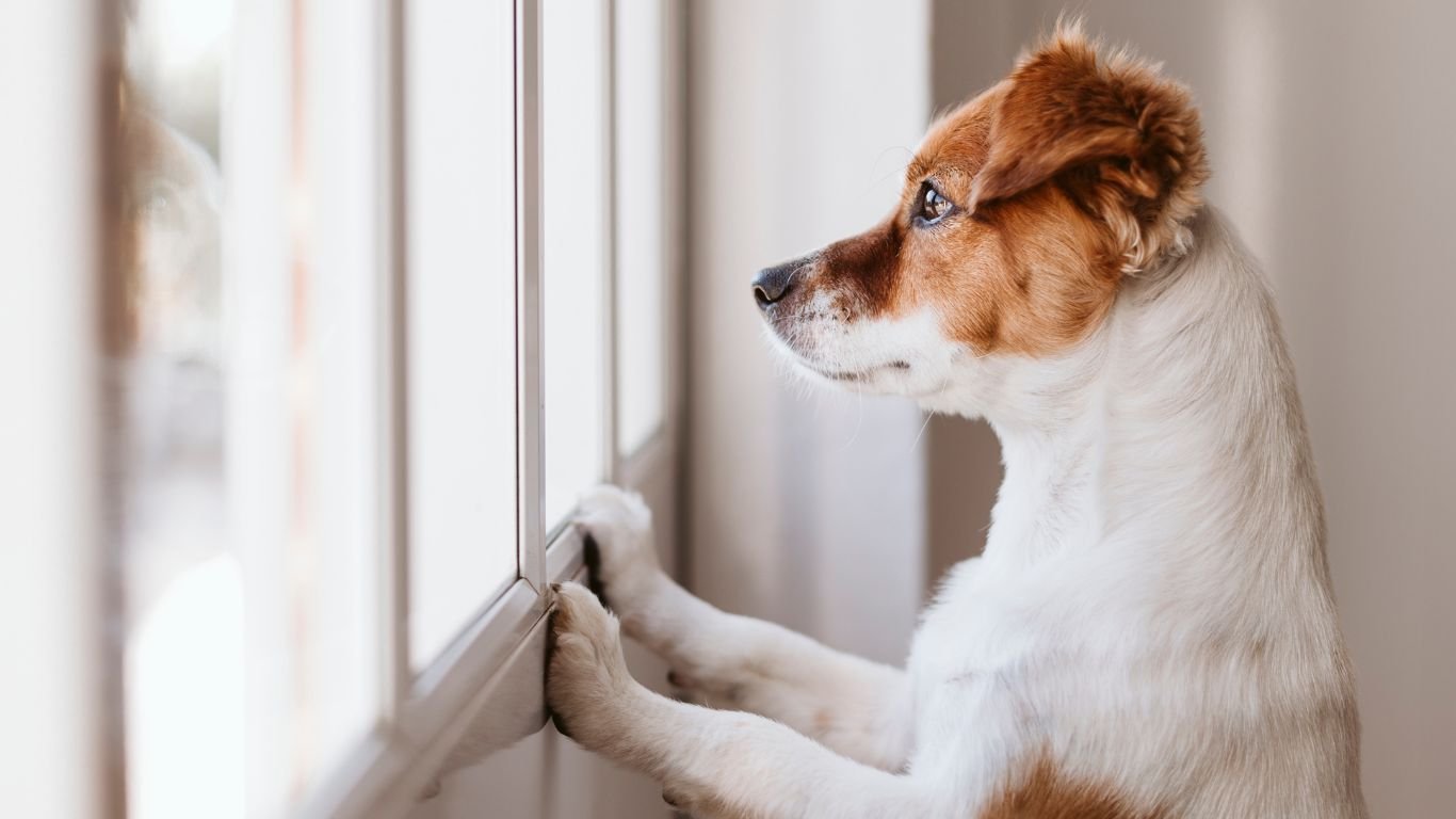 Home alone: helping dogs cope with separation anxiety — Companion ...