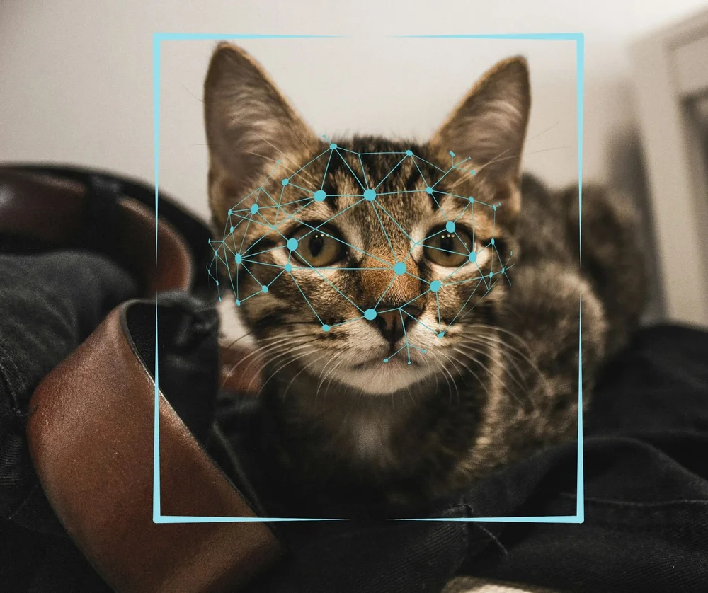 2025: The year technology unlocks the secrets of animal emotions ...