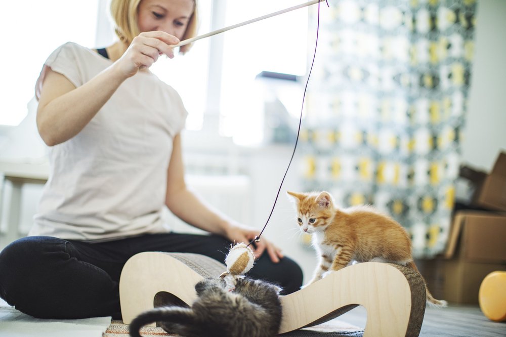 Do cats like to play with their humans? — Companion Animals New Zealand