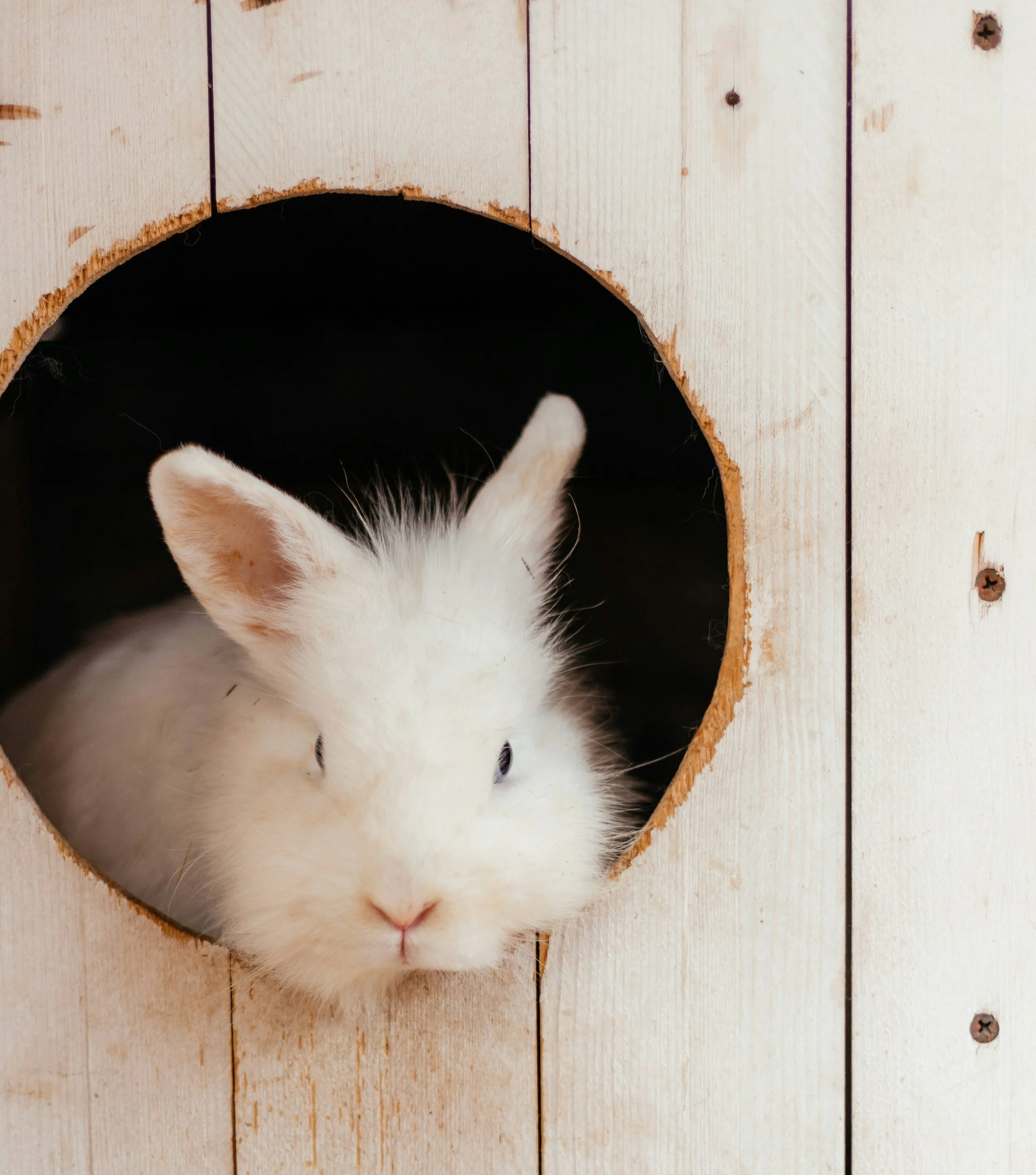 Not just cuddles and carrots - the truth about rabbit care — Companion ...