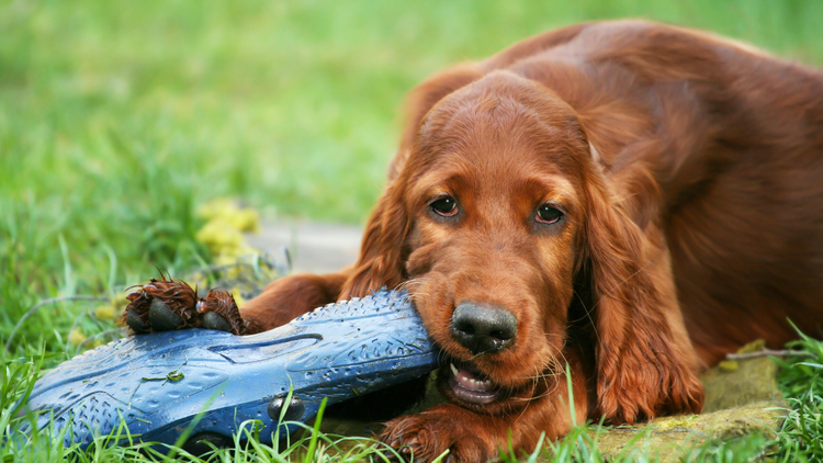 Why dogs chew your shoes? Here's what science tells us — Companion ...