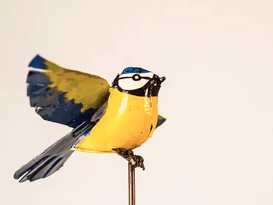 Robin — Chi-Africa