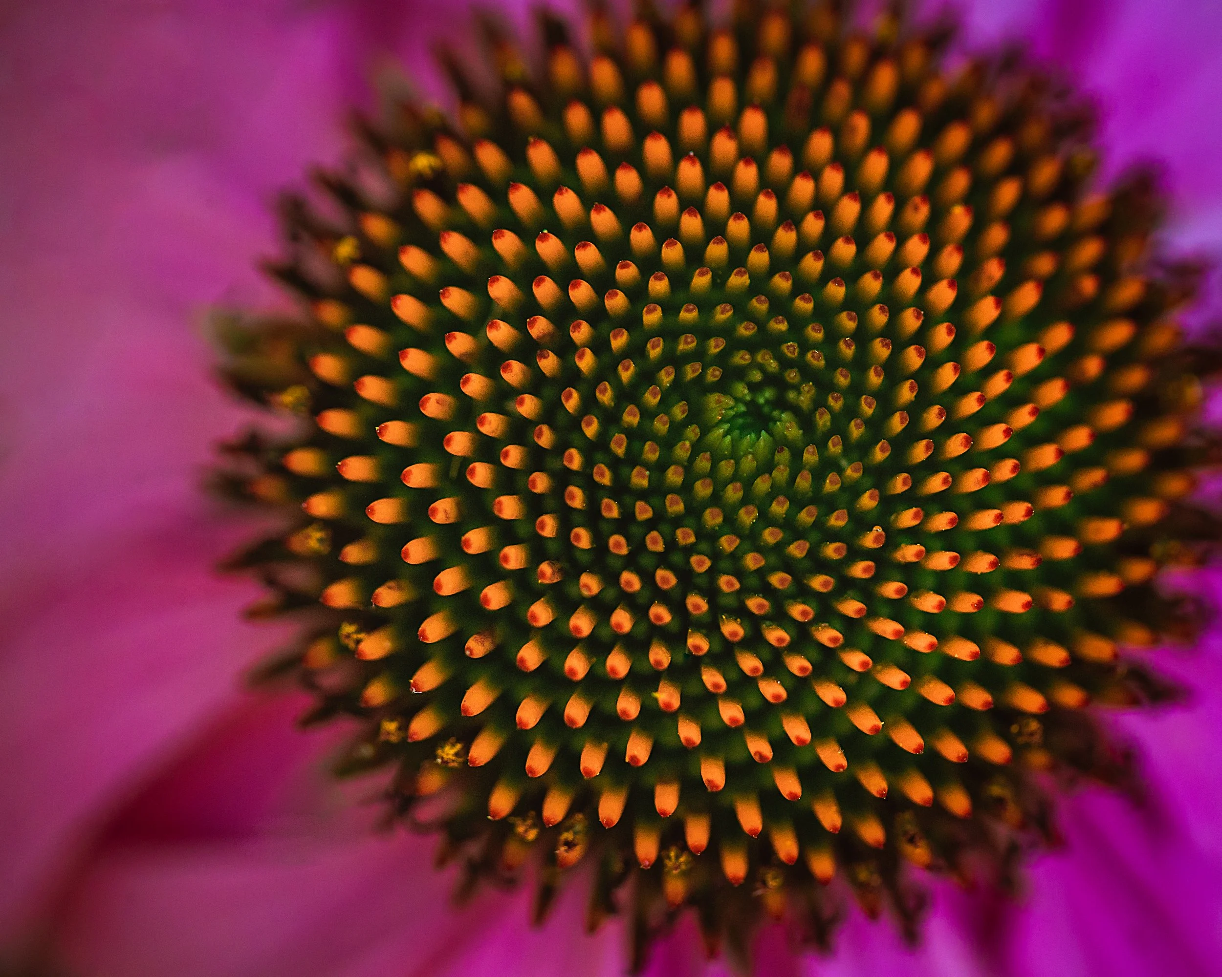 Why Your Photographer Loves Her Job — Christine Kozak Photography, LLC