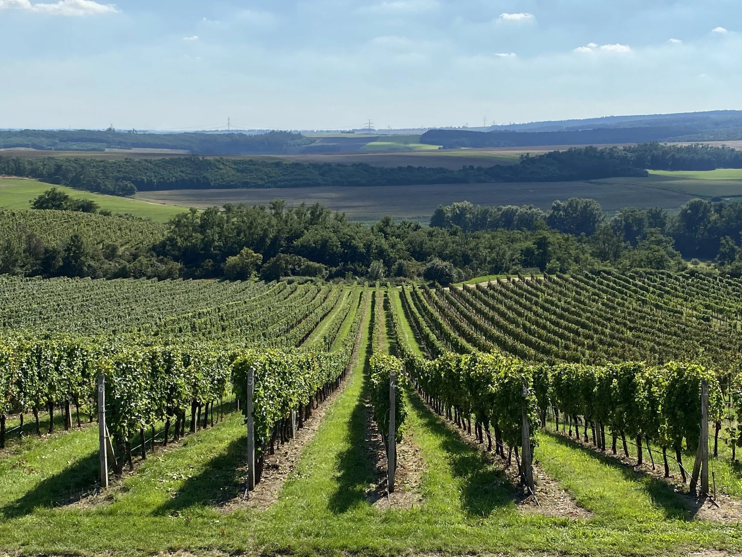 Wine tastings and wine education classes in Brno, Czech Republic