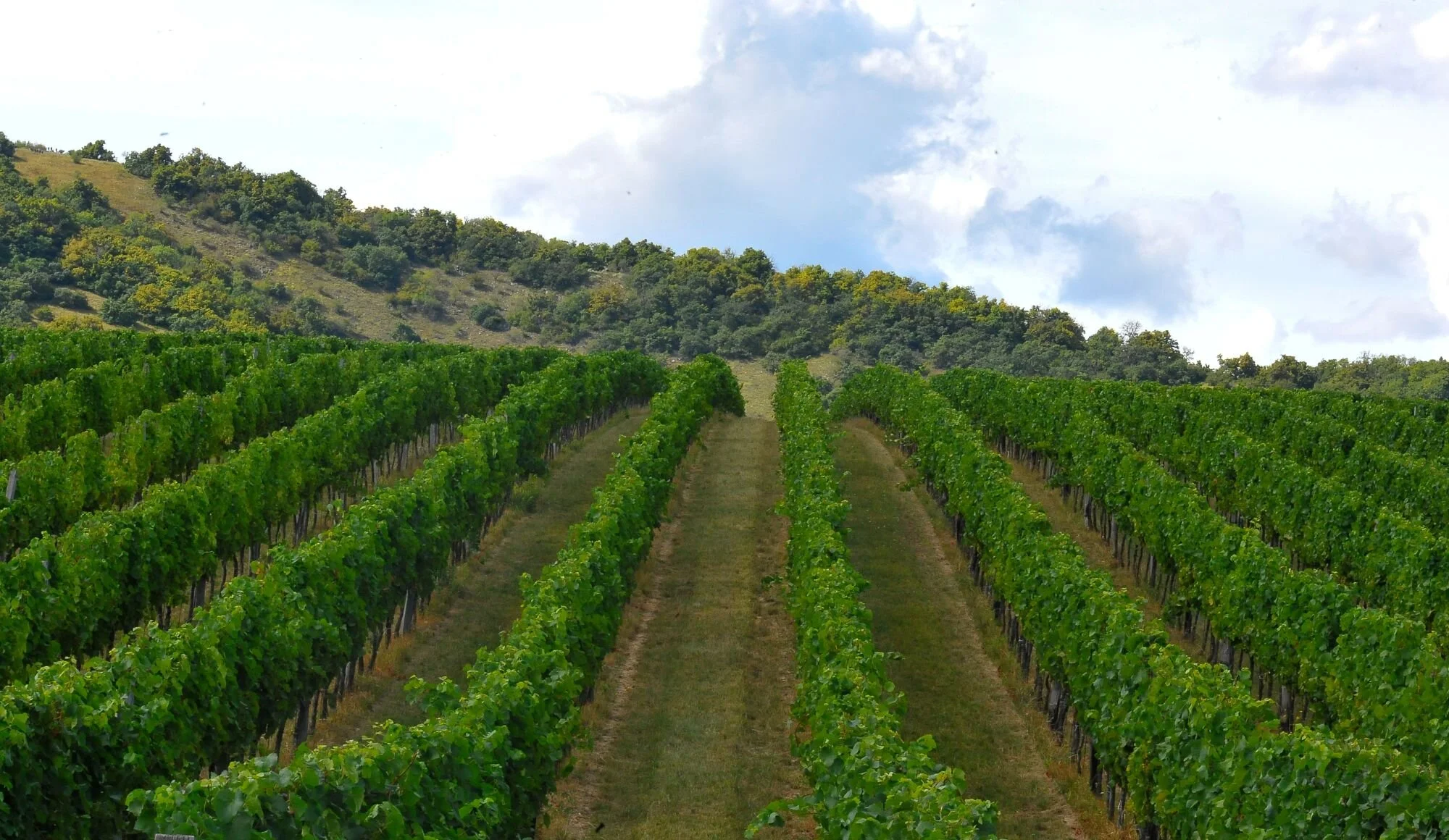 Wine tastings and wine education classes in Brno, Czech Republic