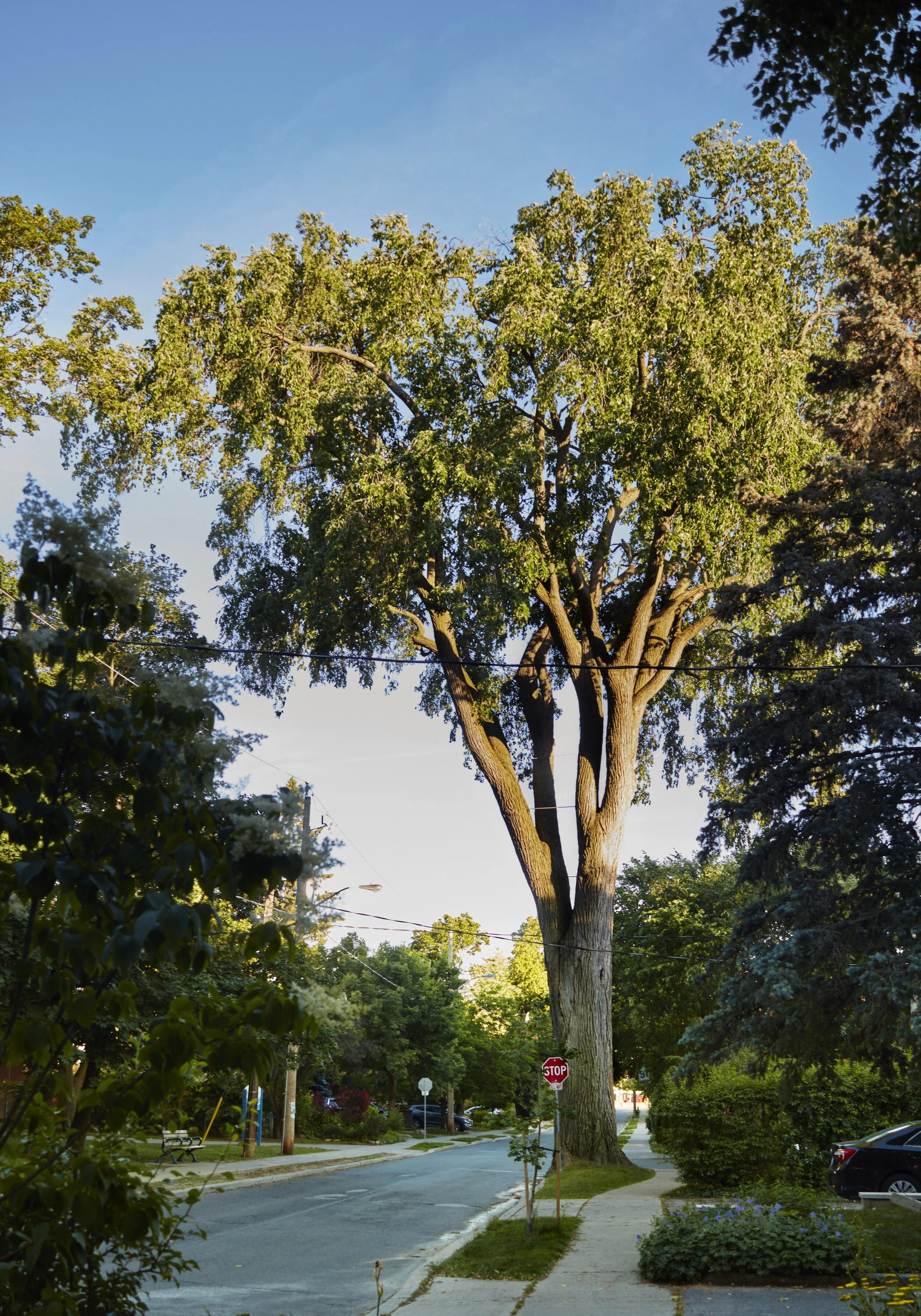 Stroll through the history of Humewood Park — St. Clair West Oral ...