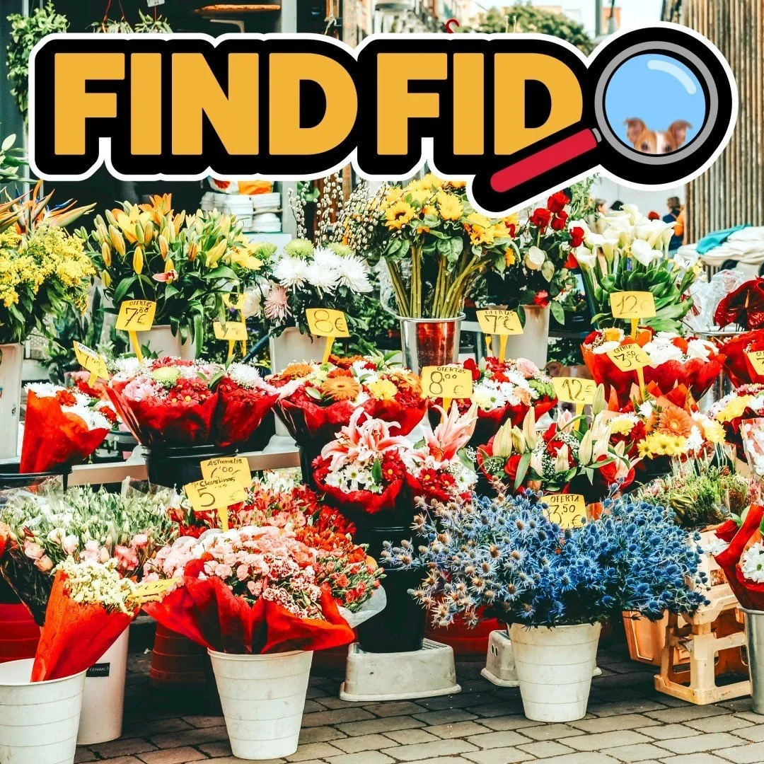 Fun Ways to Celebrate St. Patrick's Day with Your Dog — PupCorn Plus