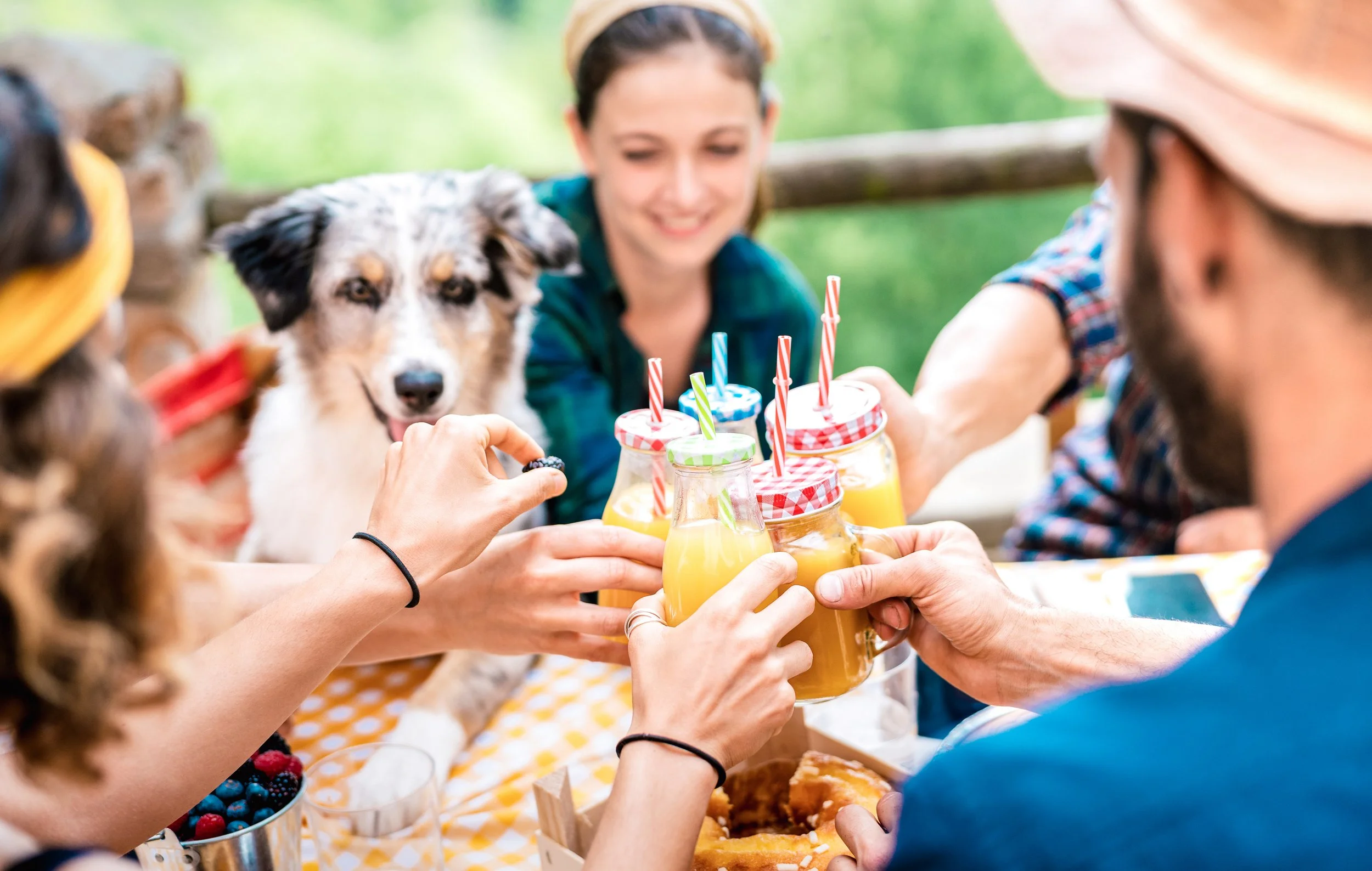 Brunch with Your Dog: The Perfect Treat — PupCorn Plus
