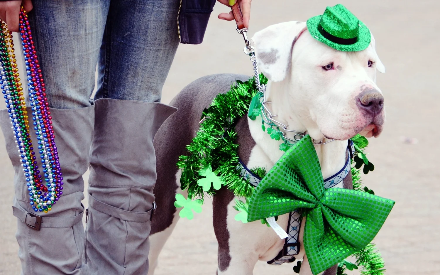 Fun Ways to Celebrate St. Patrick's Day with Your Dog — PupCorn Plus