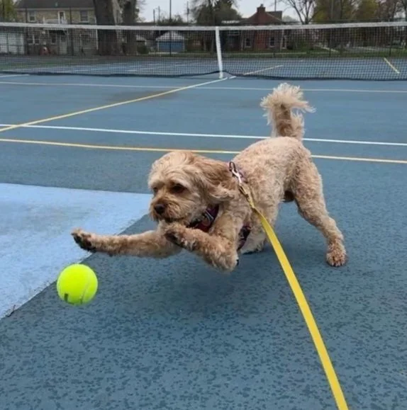 Let's Talk About Fetch, Baby! — Off Leash MKE | Adventure Club for Dogs