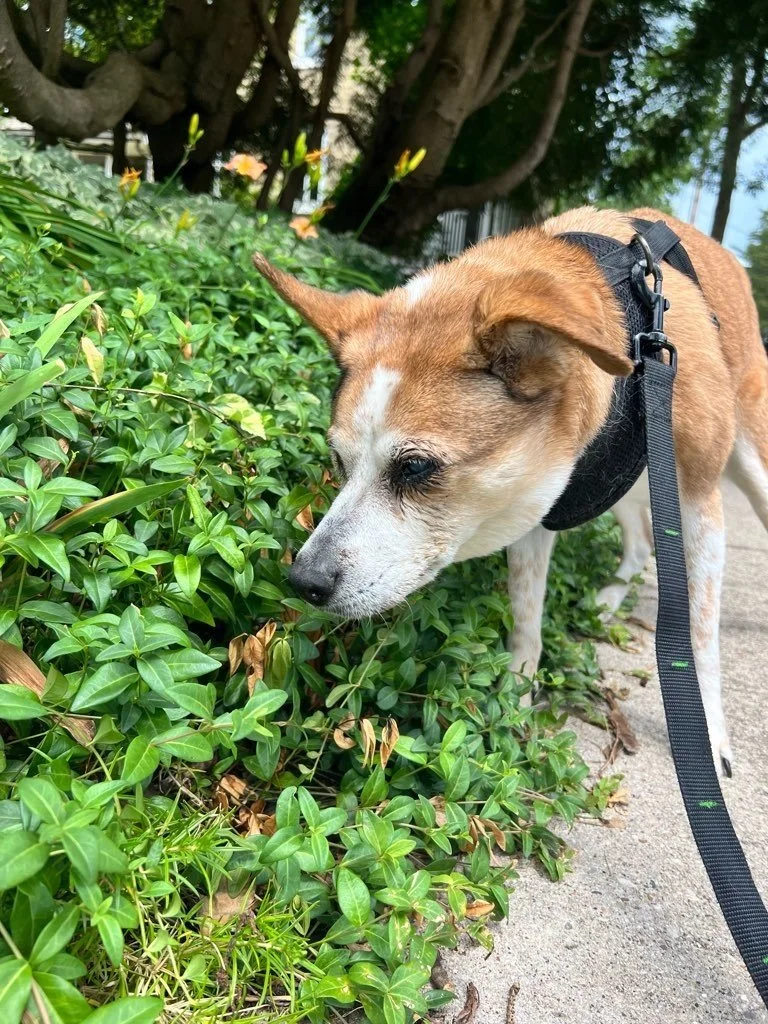 Tailoring Decompression Walks — Off Leash MKE | Adventure Club for Dogs