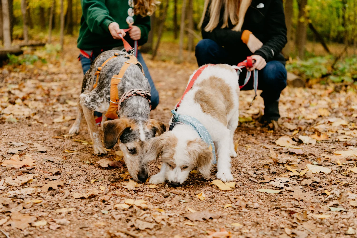 The Ultimate Dog Walking Guide — Off Leash MKE | Adventure Club for Dogs