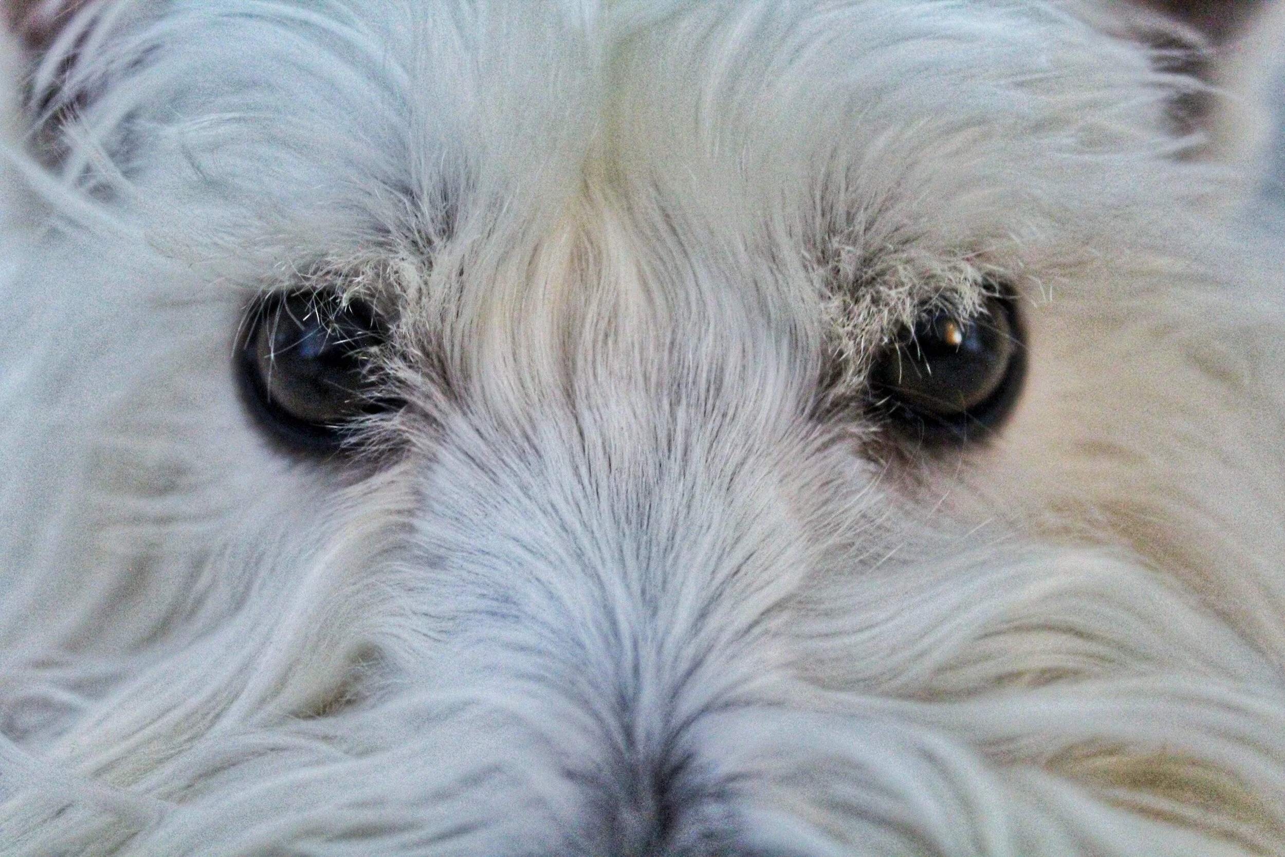 Canine Senses vs. Human Senses — Off Leash MKE