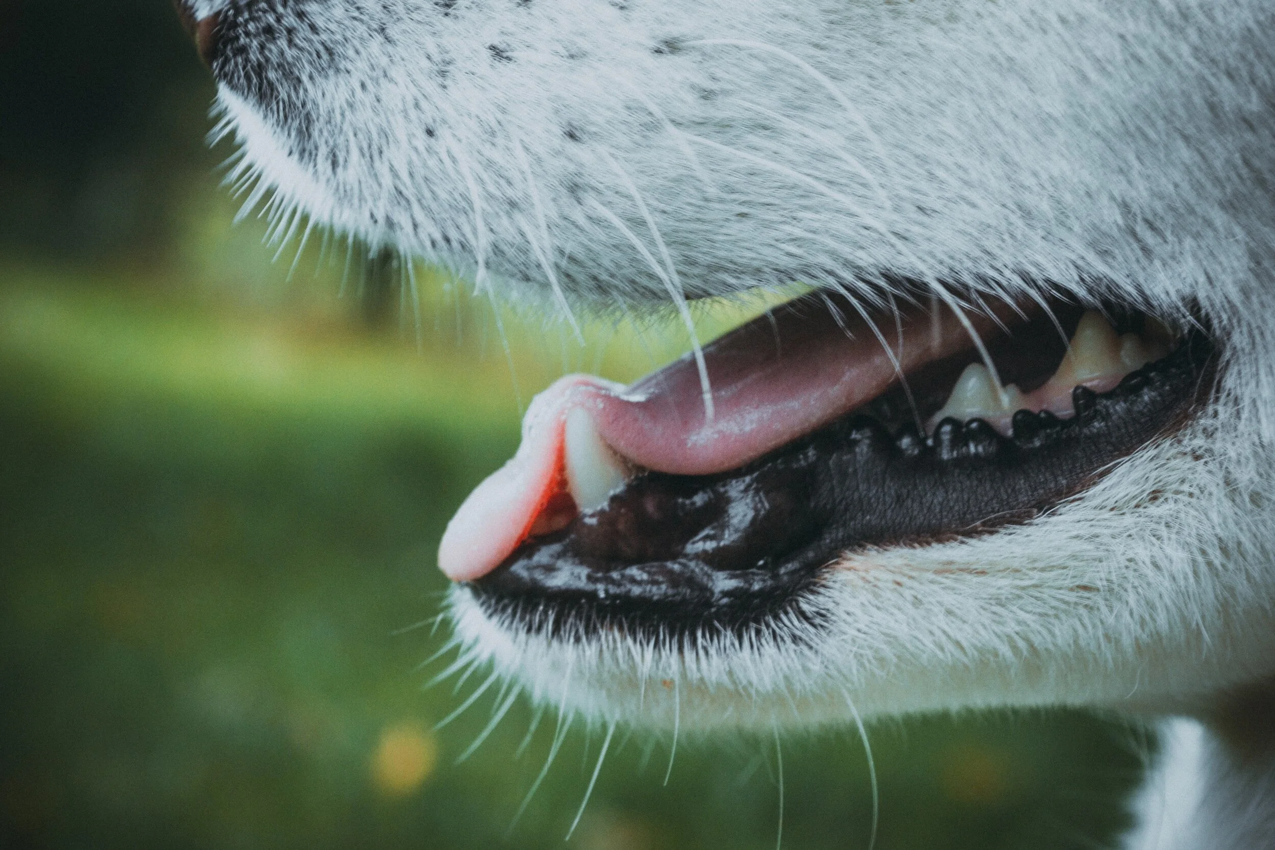 Canine Senses vs. Human Senses — Off Leash MKE
