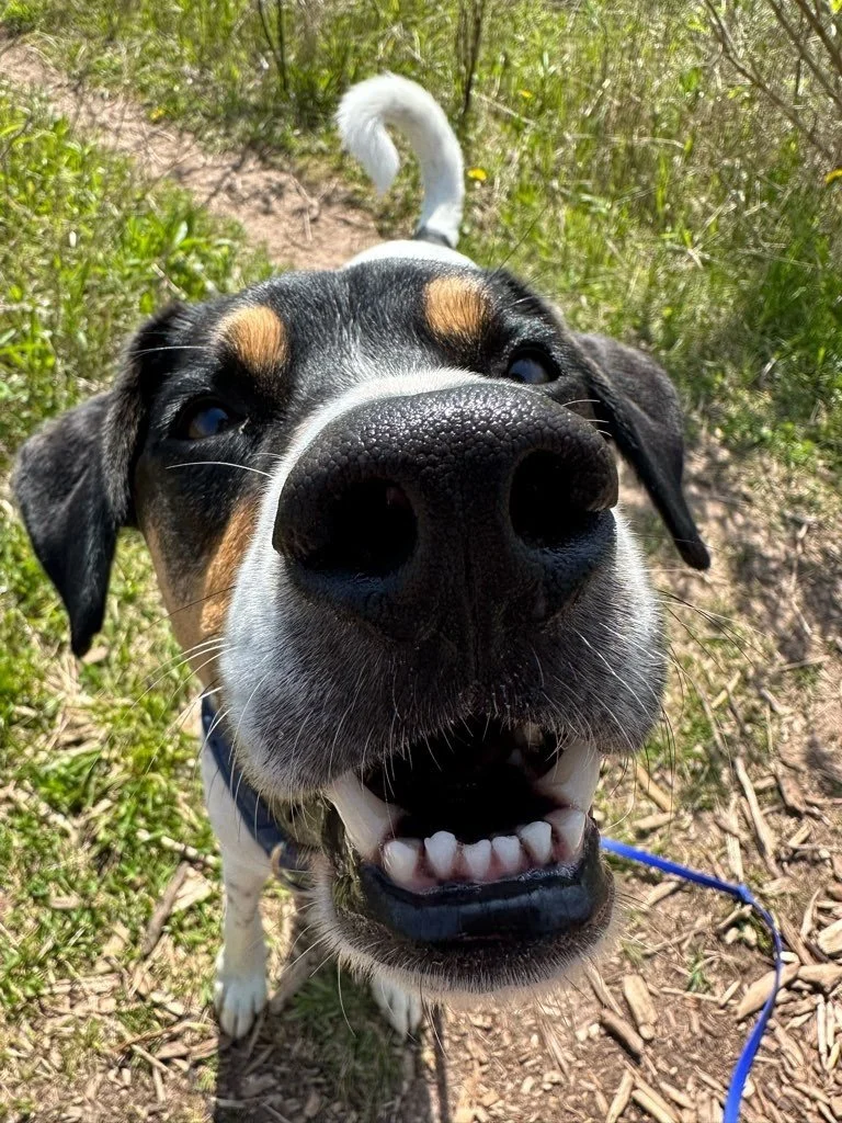 Self-Regulation for Balanced Behavior — Off Leash MKE
