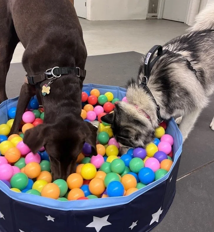 Fun and Enriching Indoor Activities for Dogs — Off Leash MKE ...