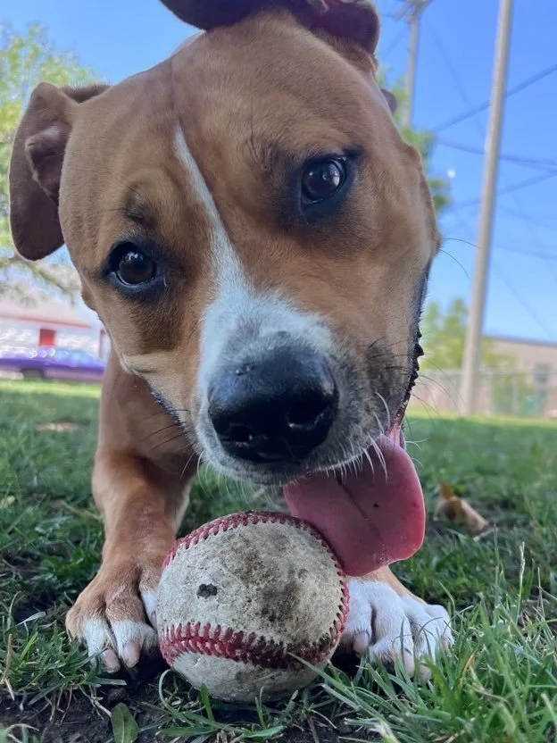 Let's Talk About Fetch, Baby! — Off Leash MKE | Adventure Club for Dogs