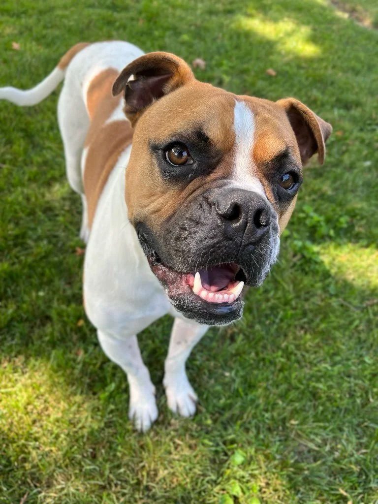 The Premack Principle — Off Leash MKE