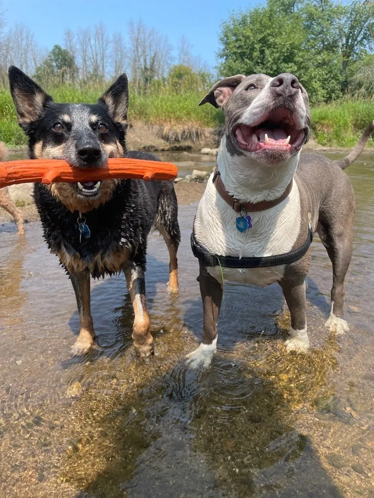 Milwaukee's Dog Parks — Off Leash MKE
