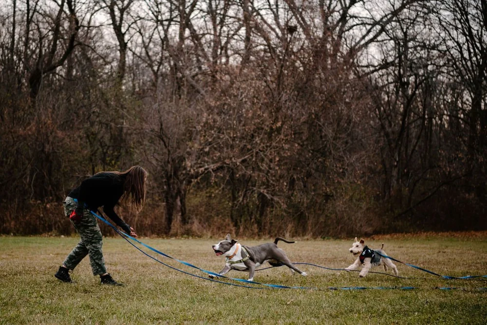 The Power of Recall - Teaching Your Dog — Off Leash MKE | Adventure ...