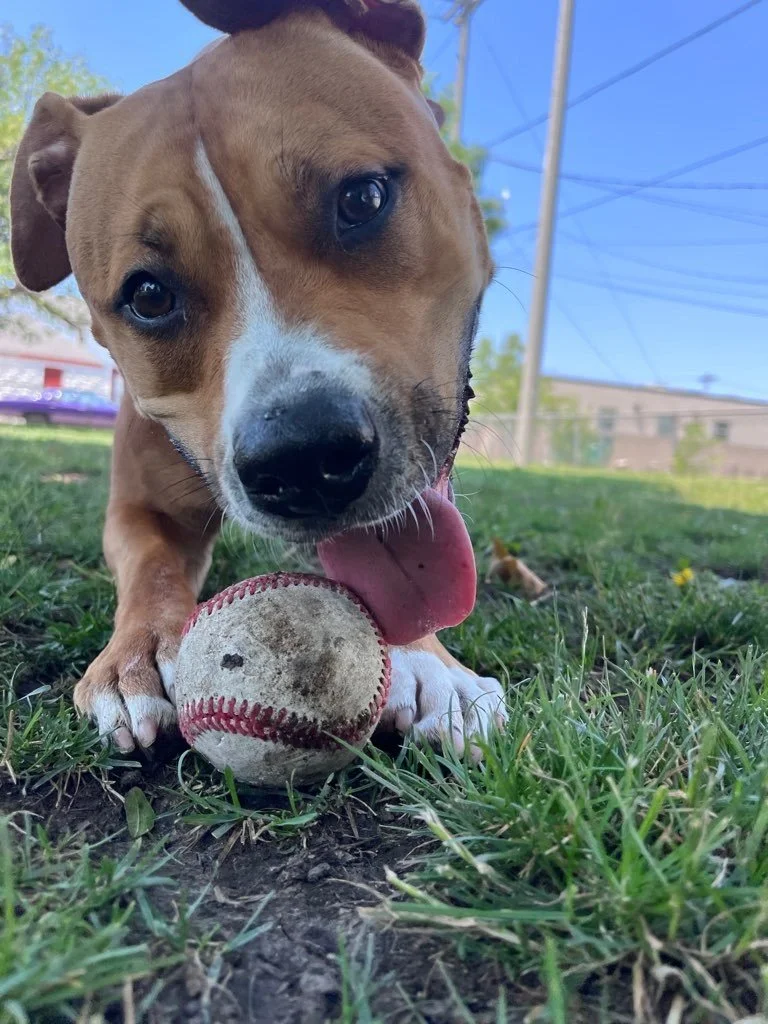 The Four Stages of Canine Learning — Off Leash MKE
