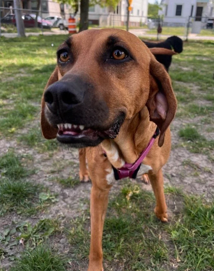 The Four Stages of Canine Learning — Off Leash MKE | Adventure Club for ...