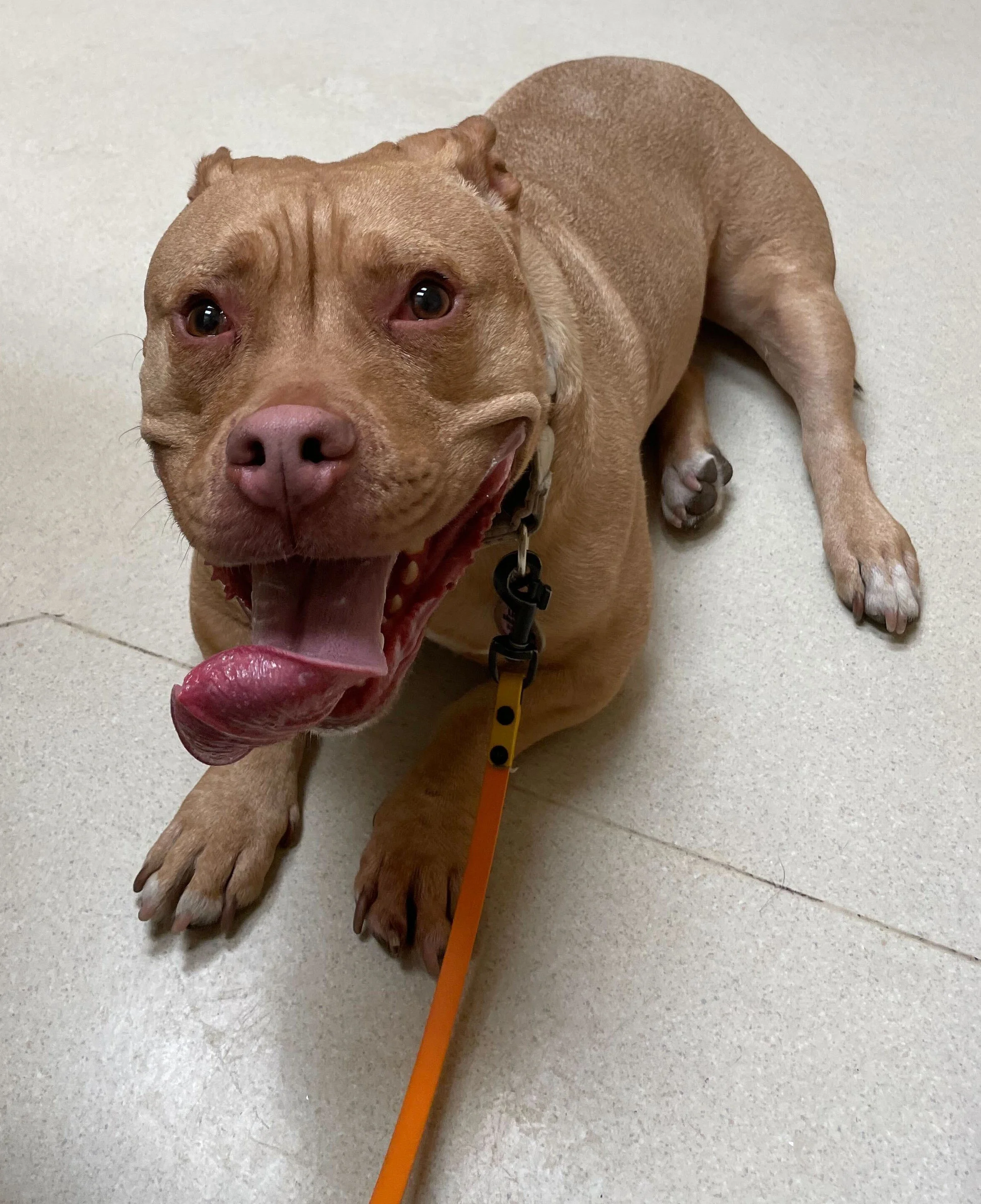 How Dogs Communicate Stress — Off Leash MKE | Adventure Club for Dogs