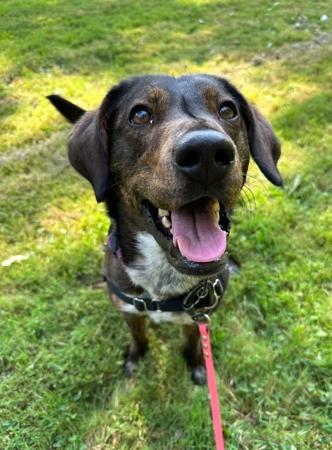 The Four Stages of Canine Learning — Off Leash MKE | Adventure Club for ...
