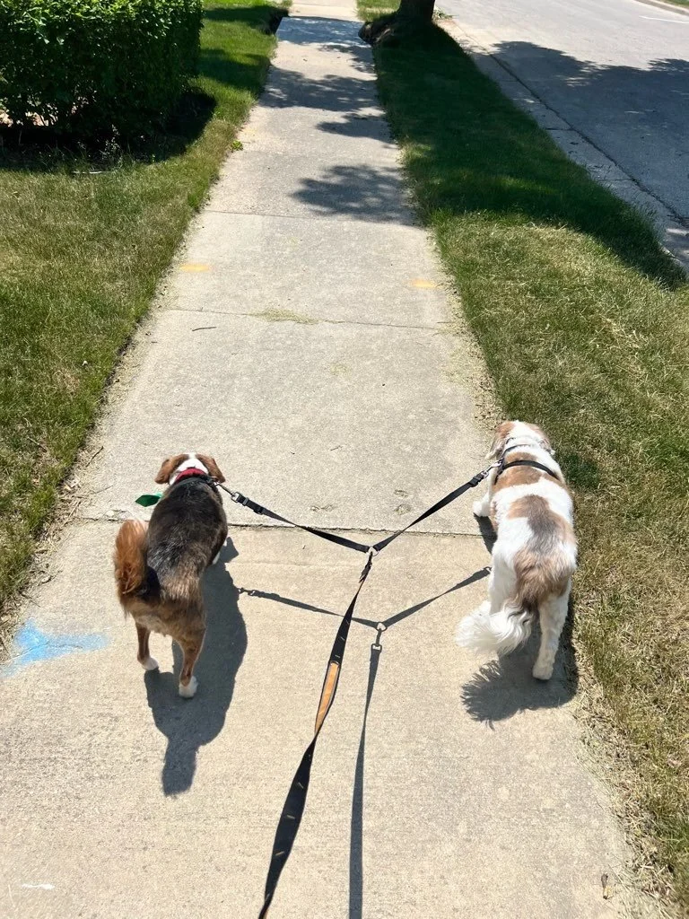 Celebrate National Walk Your Dog Week — Off Leash MKE | Adventure Club ...