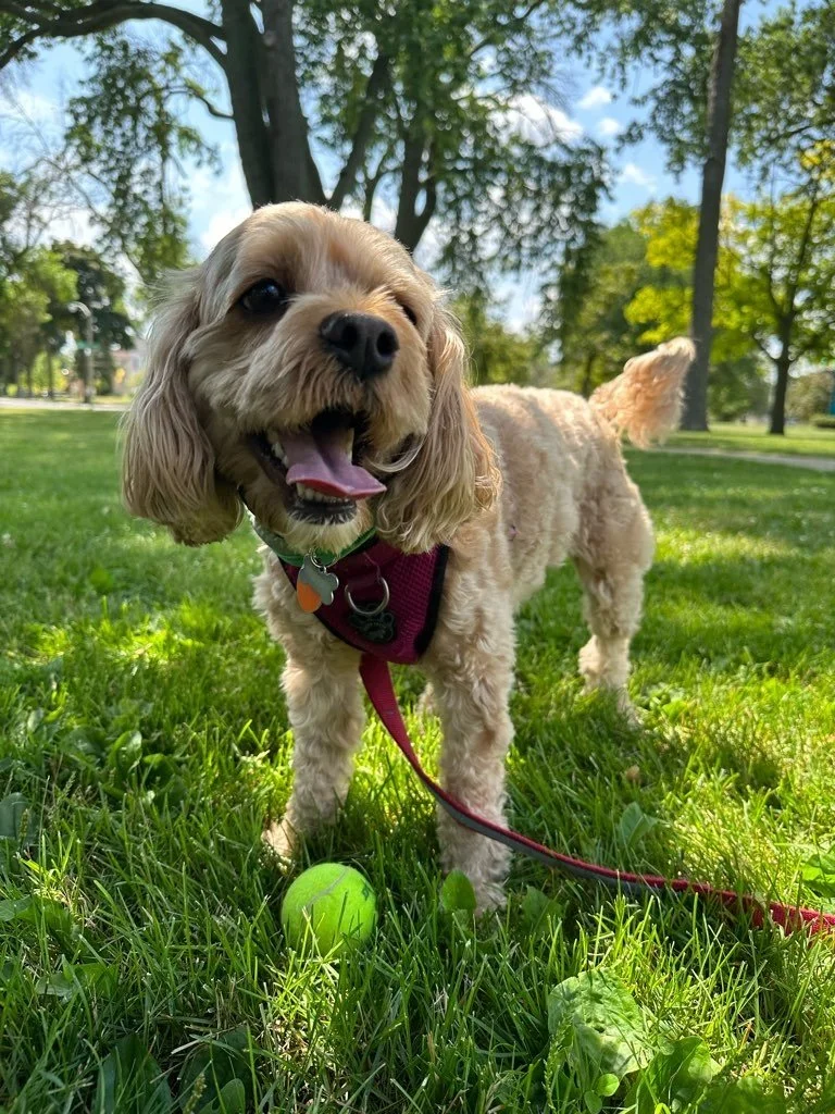 The Four Stages of Canine Learning — Off Leash MKE | Adventure Club for ...