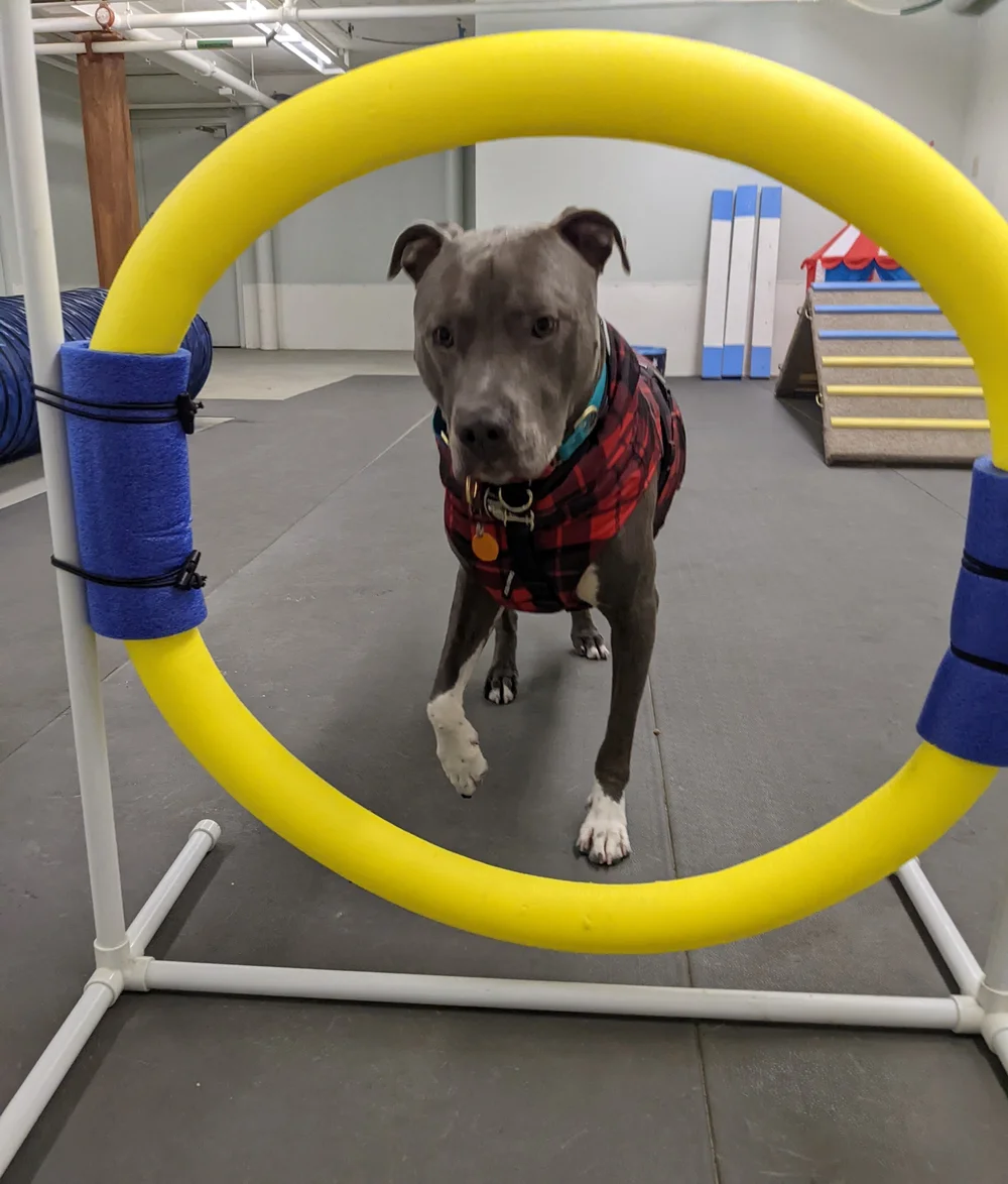 Fun and Enriching Indoor Activities for Dogs — Off Leash MKE ...
