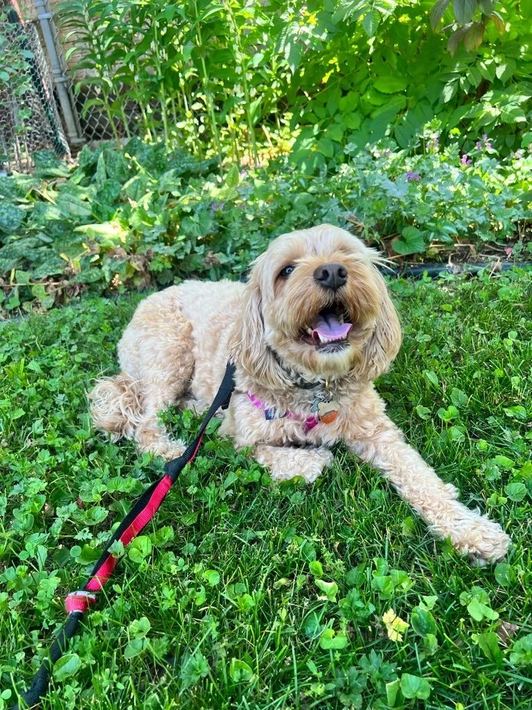 The Premack Principle — Off Leash MKE