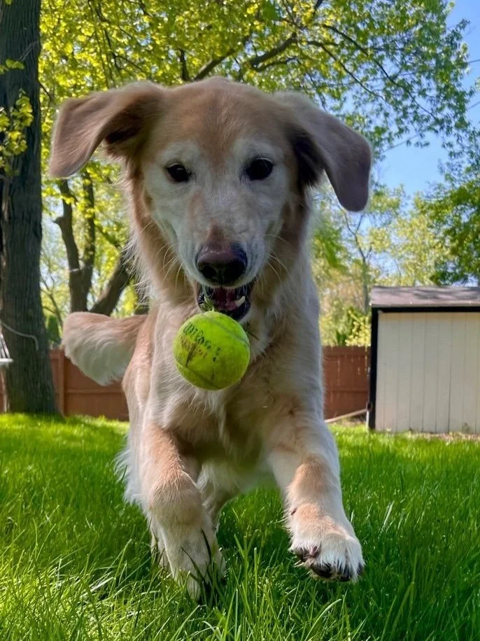 Let's Talk About Fetch, Baby! — Off Leash MKE | Adventure Club for Dogs