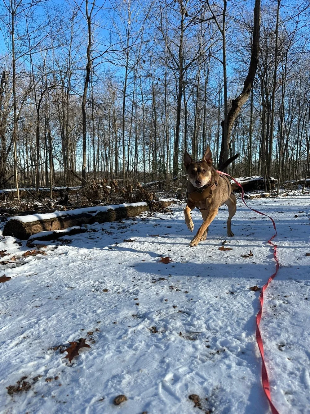 Winter Safety Tips for Dogs — Off Leash MKE