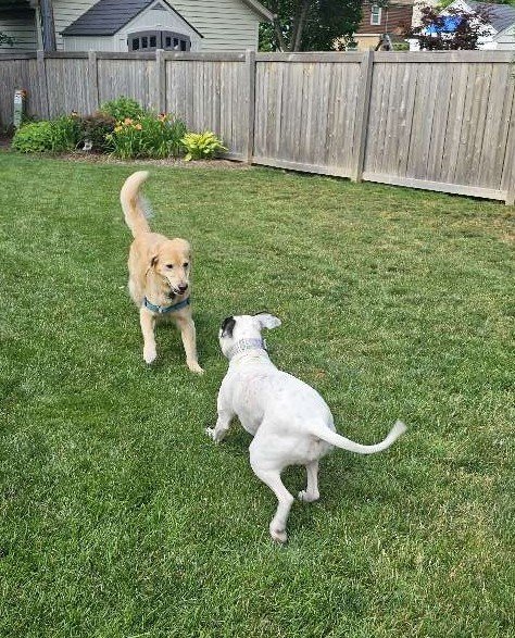 10 Tips for Successful Dog Meetings — Off Leash MKE | Adventure Club ...