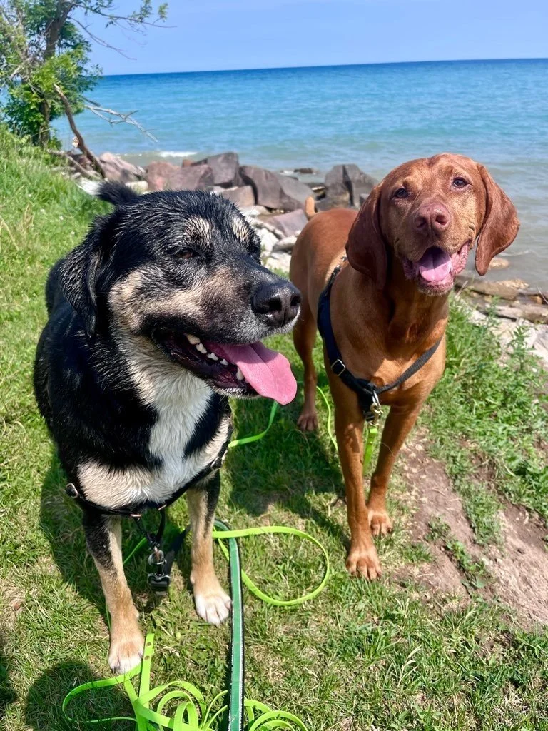 10 Tips for Successful Dog Meetings — Off Leash MKE | Adventure Club ...