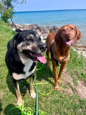 10 Tips for Successful Dog Meetings — Off Leash MKE