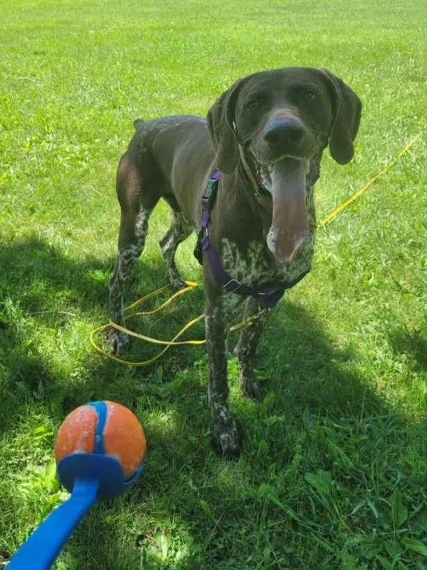 Let's Talk About Fetch, Baby! — Off Leash MKE | Adventure Club for Dogs