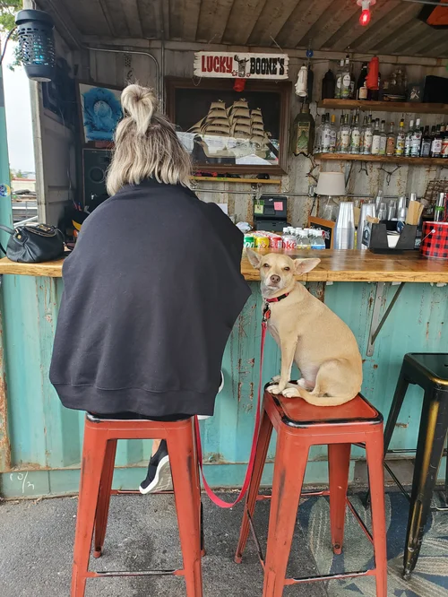 Milwaukee's Dog Friendly Breweries & Bars — Off Leash MKE