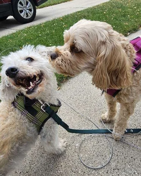 10 Tips for Successful Dog Meetings — Off Leash MKE