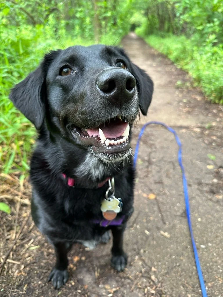 Decoding Canine Communication — Off Leash MKE