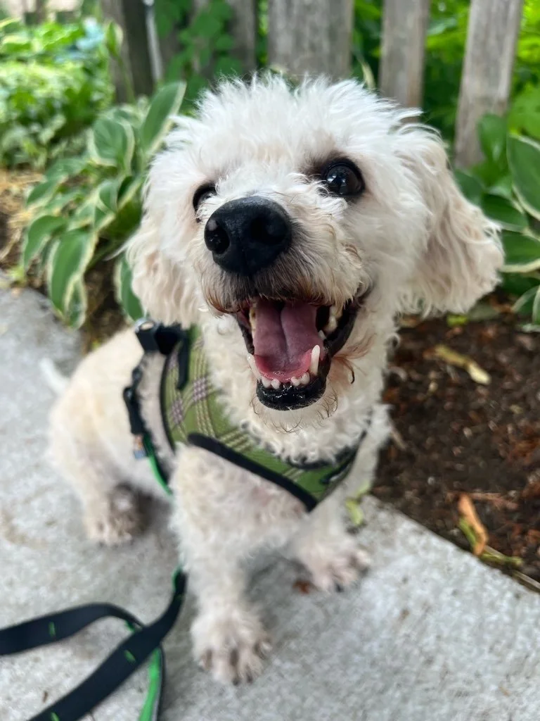 The Four Stages of Canine Learning — Off Leash MKE