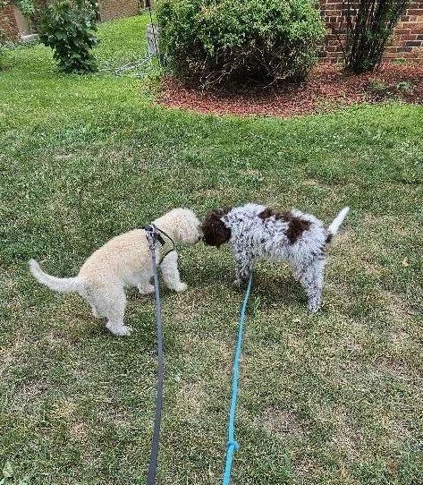 10 Tips for Successful Dog Meetings — Off Leash MKE